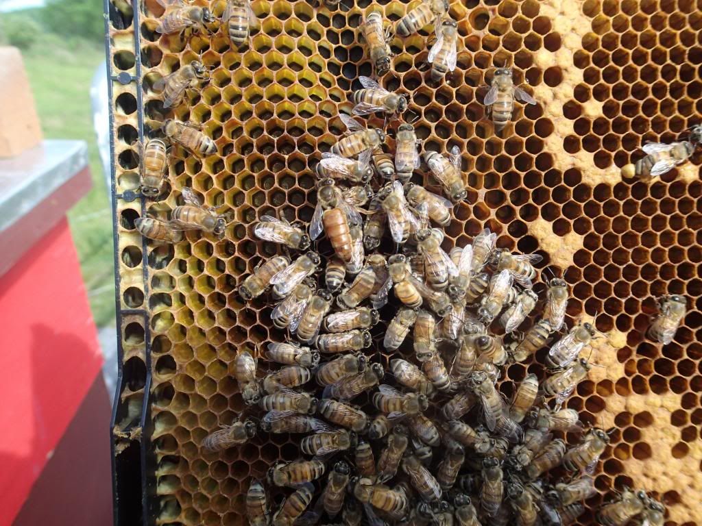queens change colors? | Beesource Beekeeping Forums